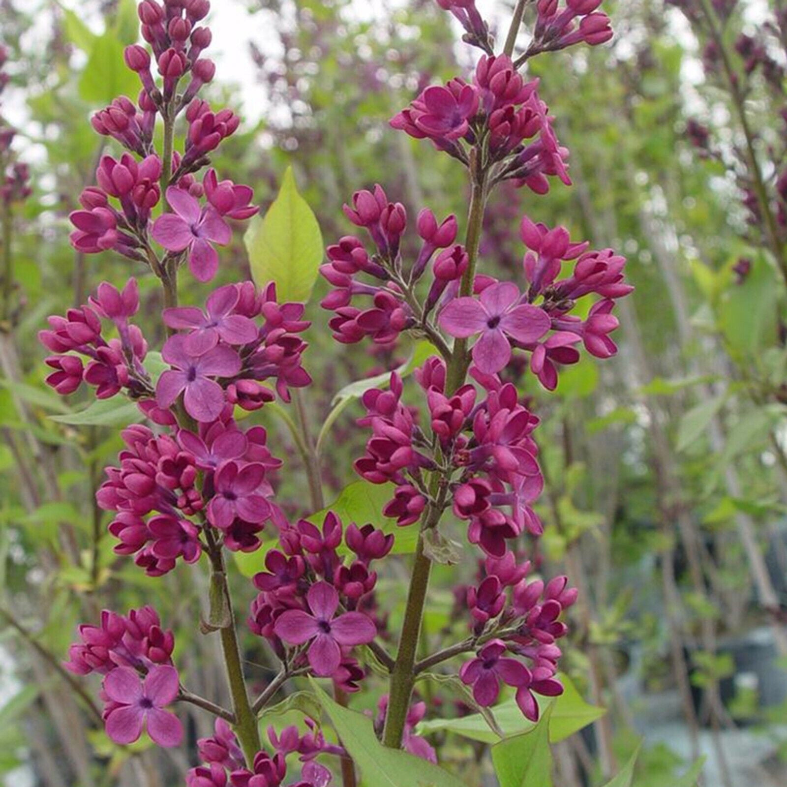 25 Declaration Lilac Seeds Bloom Perennial Flowers Fragrant Seed Flower ...