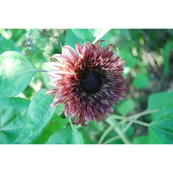 25 Double Dandy Sunflower Seeds Flowers Seed Flower Perennial Sun Bloom ...