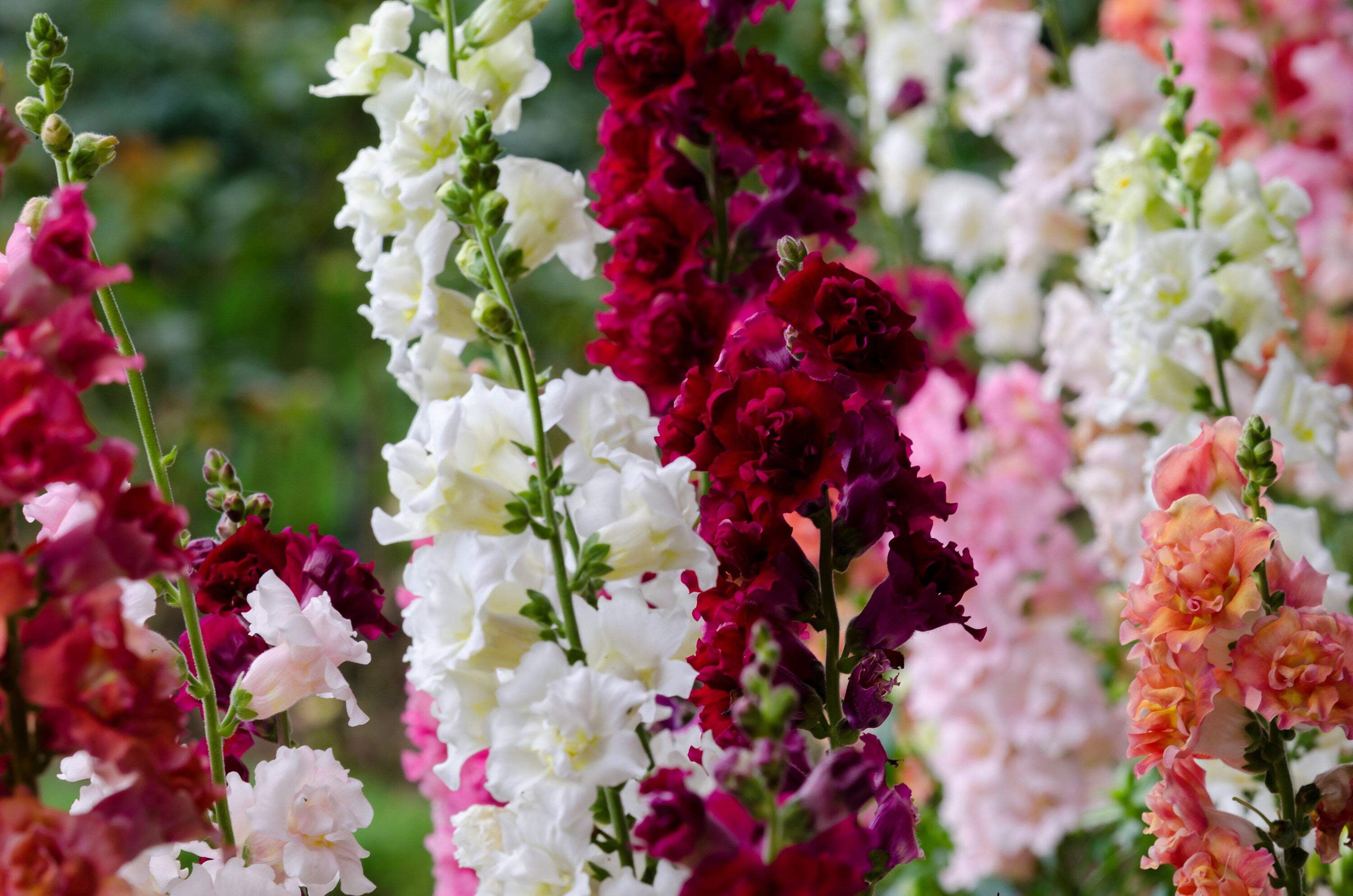 25 Double MADAME BUTTERFLY SNAPDRAGON Mixed Colors Antirrhinum Majus ...