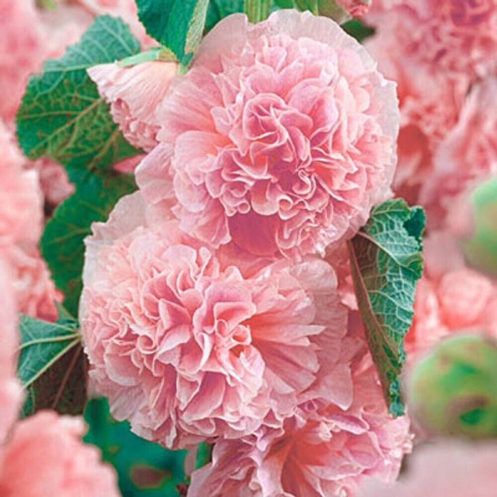 25 Double Pink Hollyhock Seeds - Walmart.com