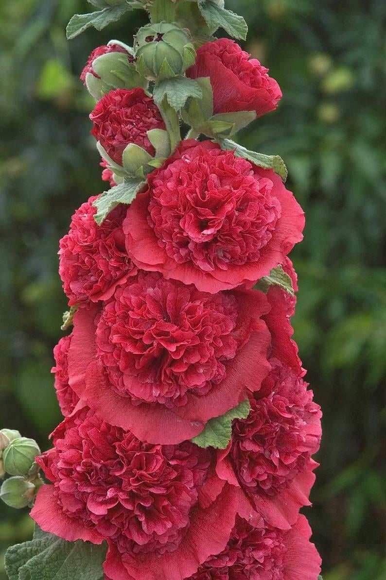 25 Double Rosy Red Hollyhock Seeds – Tall Perennial Cottage Garden ...