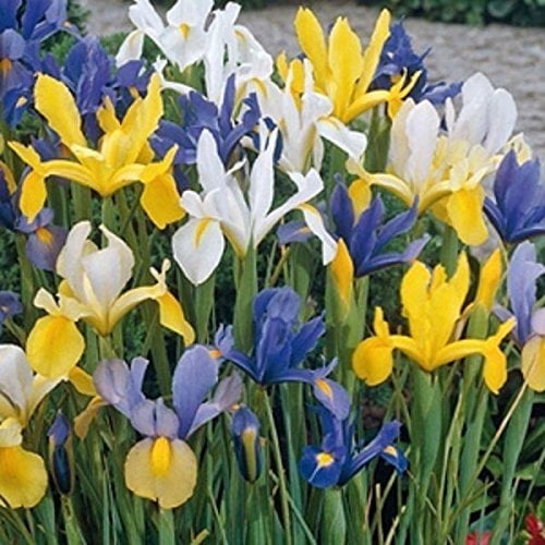 25 Dutch Iris Mix bulbs, Summer Sky - shipping ! - Walmart Business ...