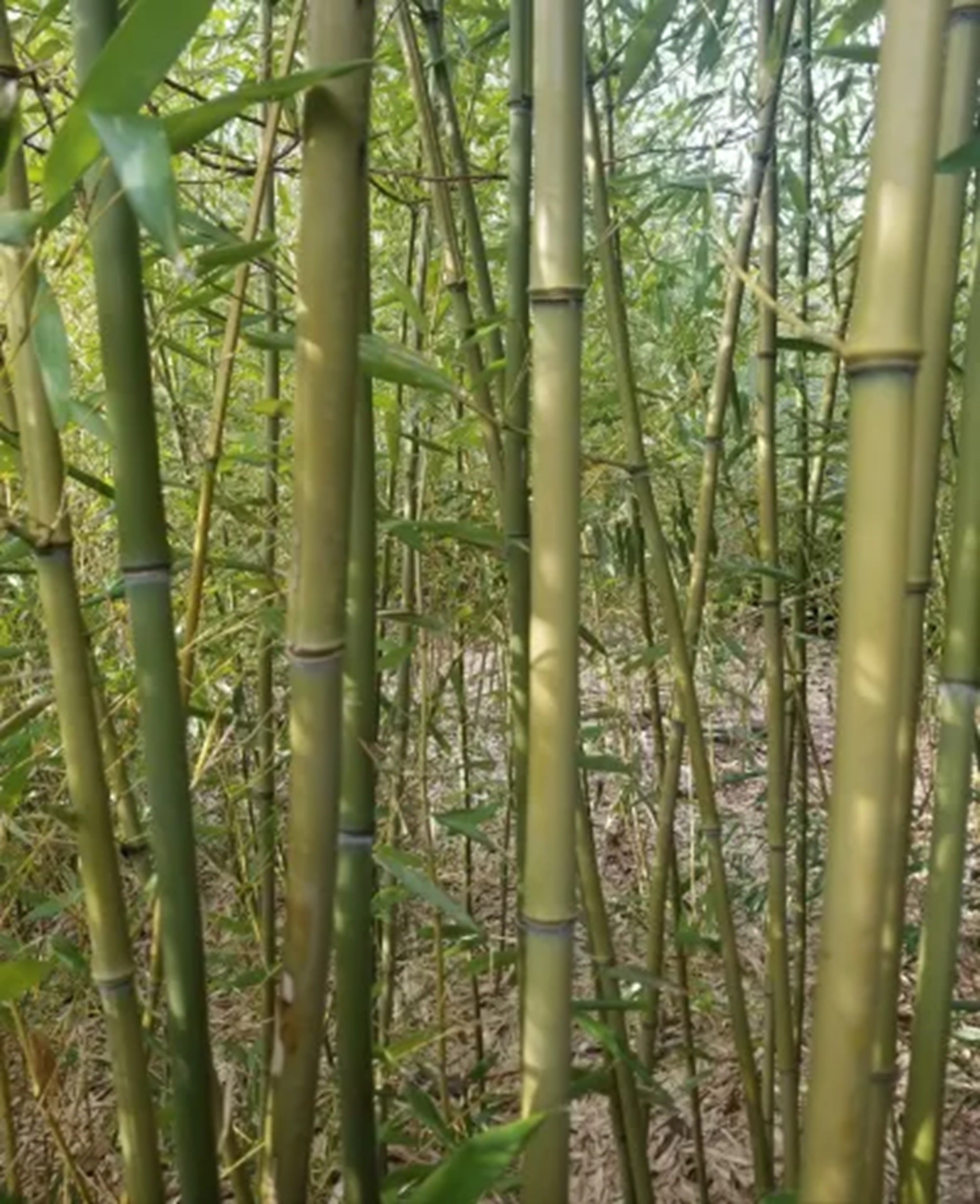 50 Dwarf David Bisset Bamboo Seeds Privacy Plant Garden Shade Exotic ...