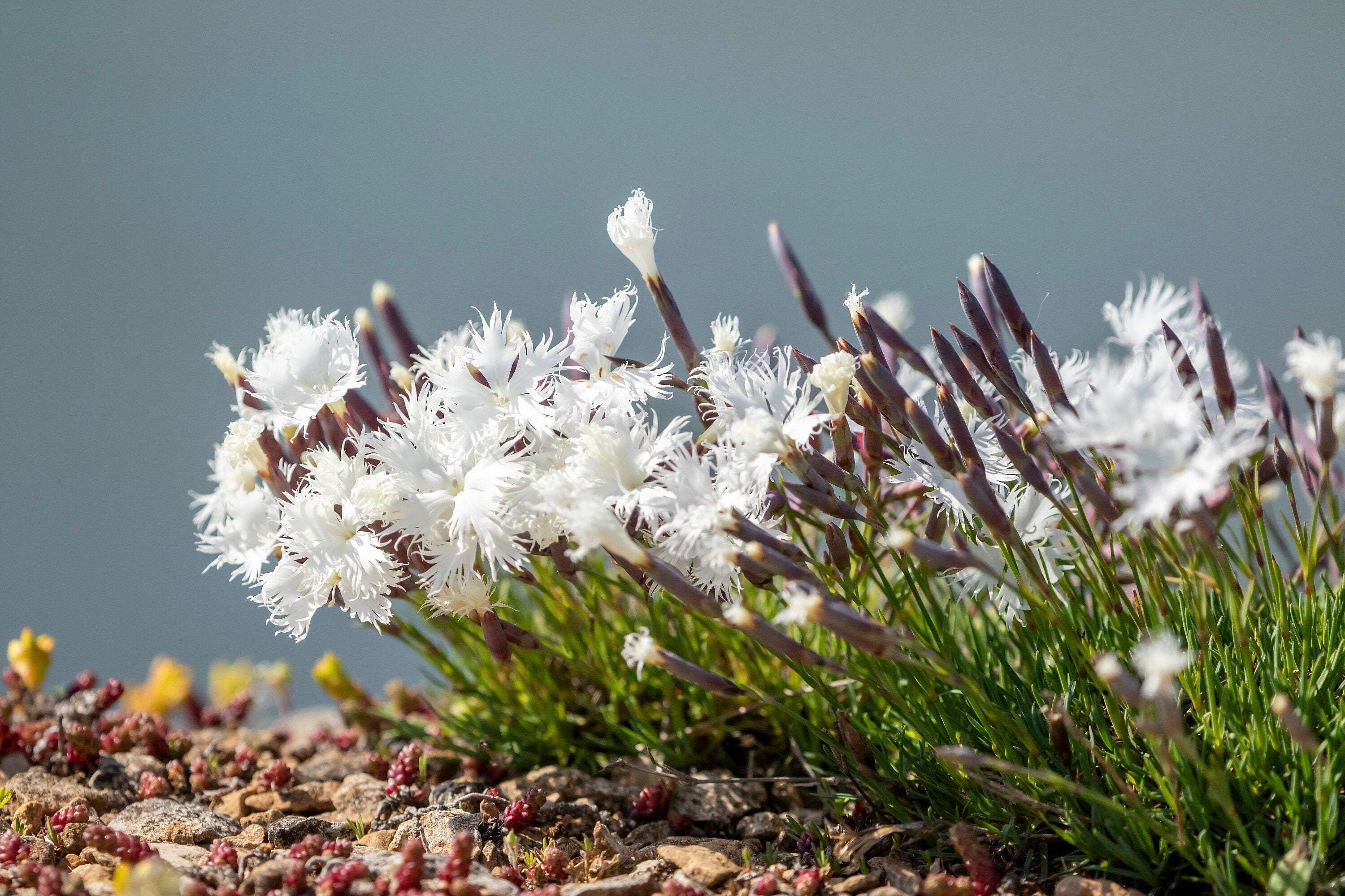 25 Dwarf LITTLE MAIDEN DIANTHUS Arenarius f. Nanus Fragrant White ...
