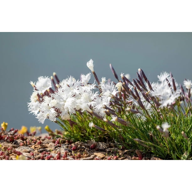 25 Dwarf LITTLE MAIDEN DIANTHUS Arenarius f. Nanus Fragrant White ...