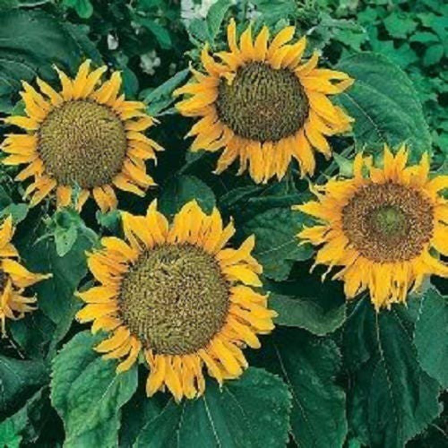 25 Dwarf SUNSPOT SUNFLOWER Helianthus Annuus Flower Seeds - Walmart.com