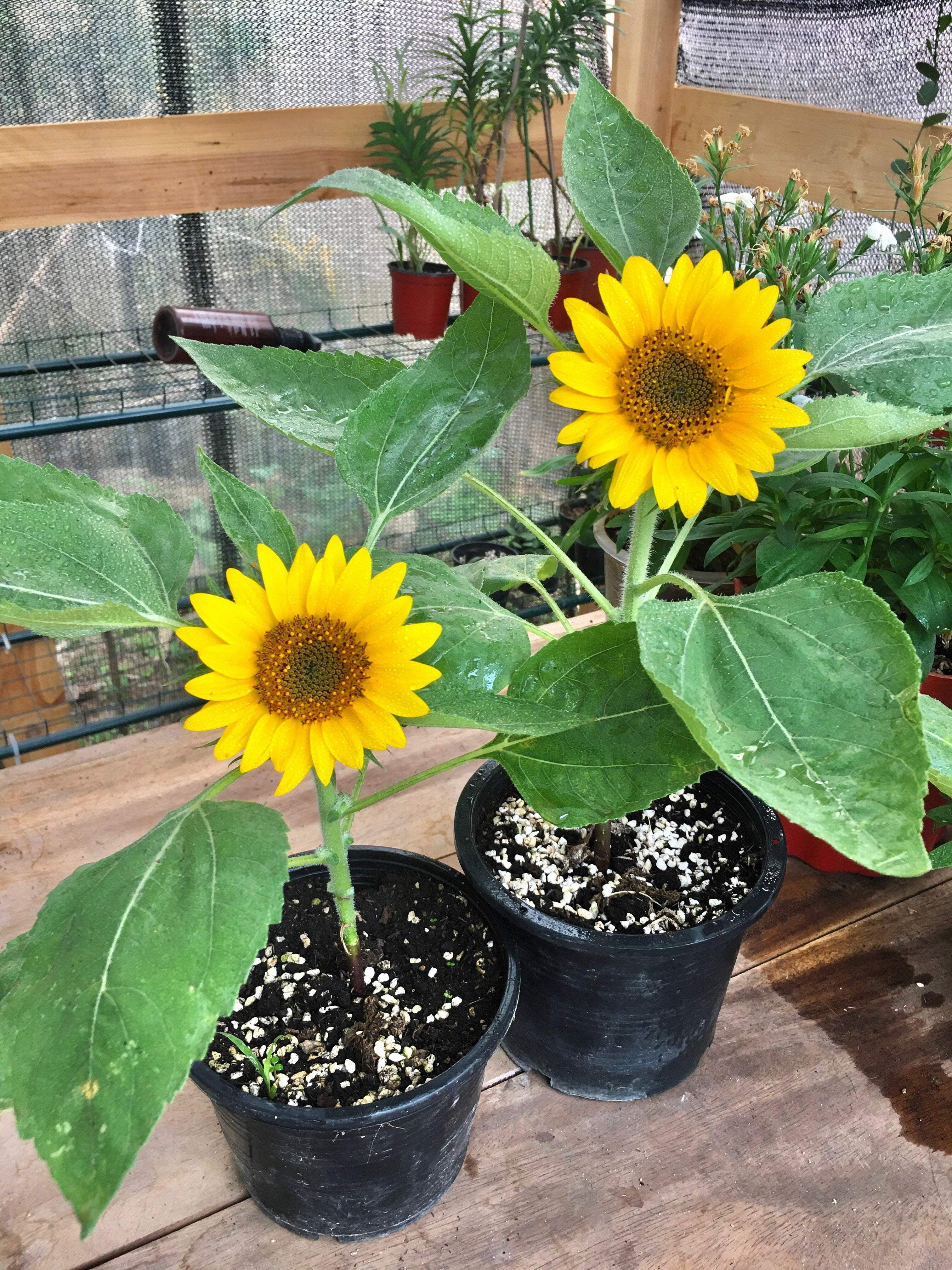 25 Dwarf SUNSPOT SUNFLOWER Helianthus Annuus Flower Seeds - Walmart.com