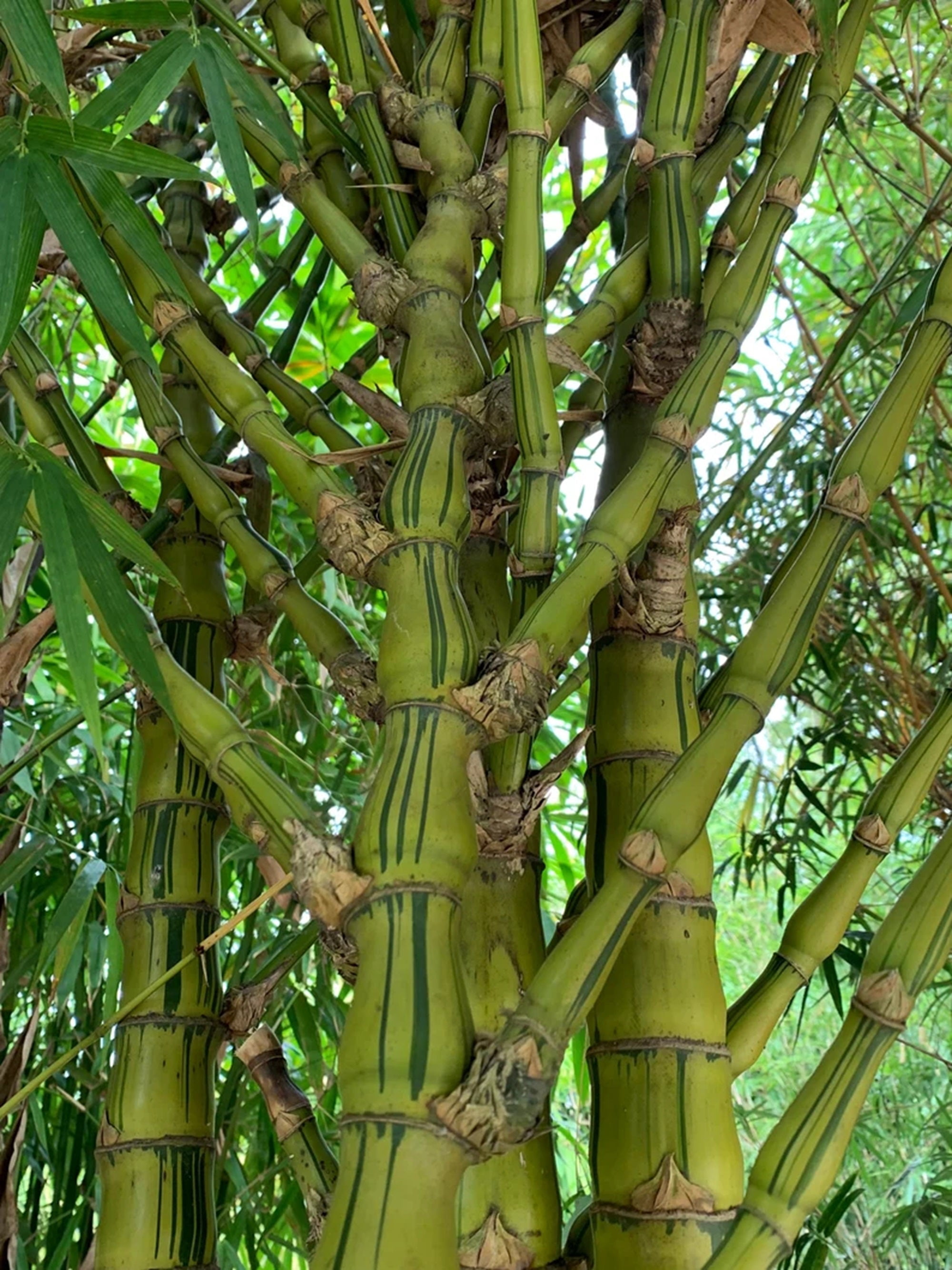 25 Dwarf Striped Buddha Belly Bamboo Seeds – Unique Ornamental Bamboo ...