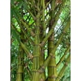 25 Dwarf Striped Buddha Belly Bamboo Seeds – Unique Ornamental Bamboo ...