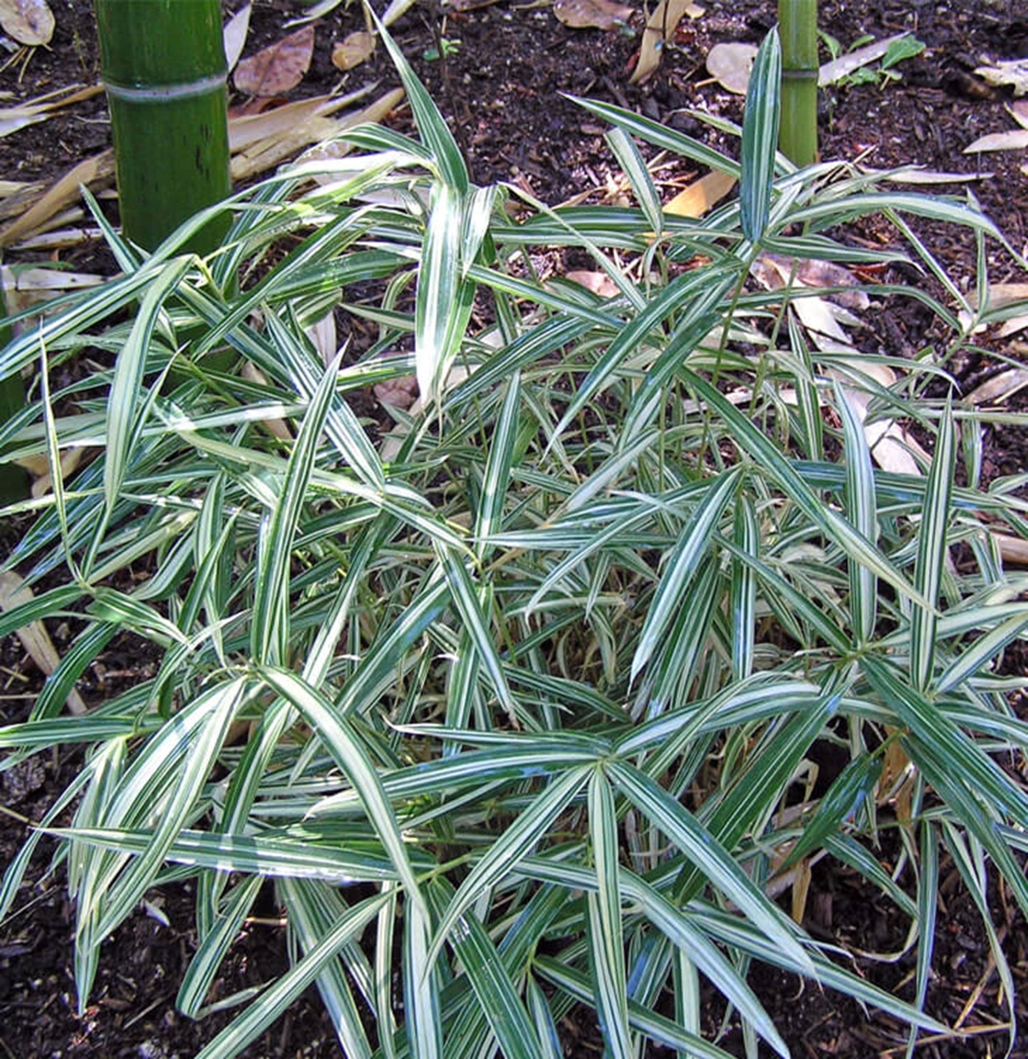 25 Dwarf White Stripe Bamboo Seeds – Compact Ornamental Bamboo for ...