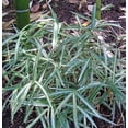 25 Dwarf White Stripe Bamboo Seeds – Compact Ornamental Bamboo for ...