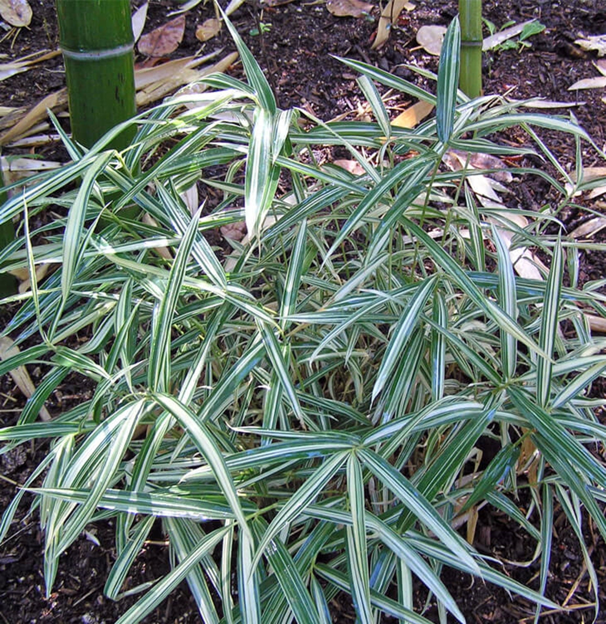 25 Dwarf White stripe Bamboo Seeds - Walmart.com