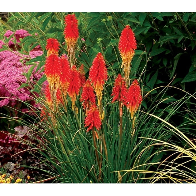 25 Dwarf red hot pokers seeds, red hot poker, Torch Lily, KNIPHOFIA ...