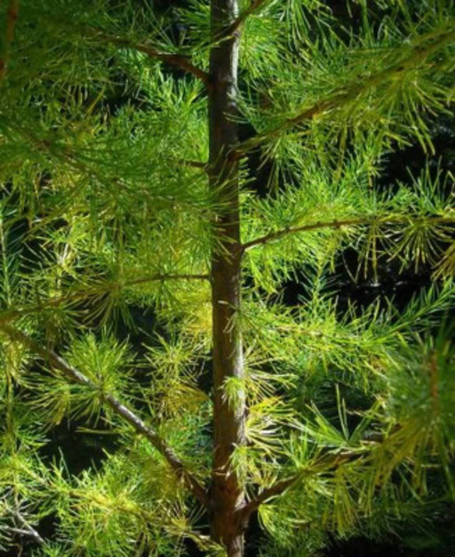 25 EUROPEAN LARCH TREE Pine Pinetree Evergreen Larix Decidua Seeds ...