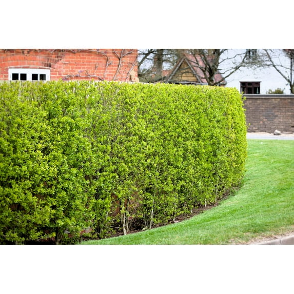 Seedville USA European Privet Hedge Seeds Ligustrum Vulgare White ...