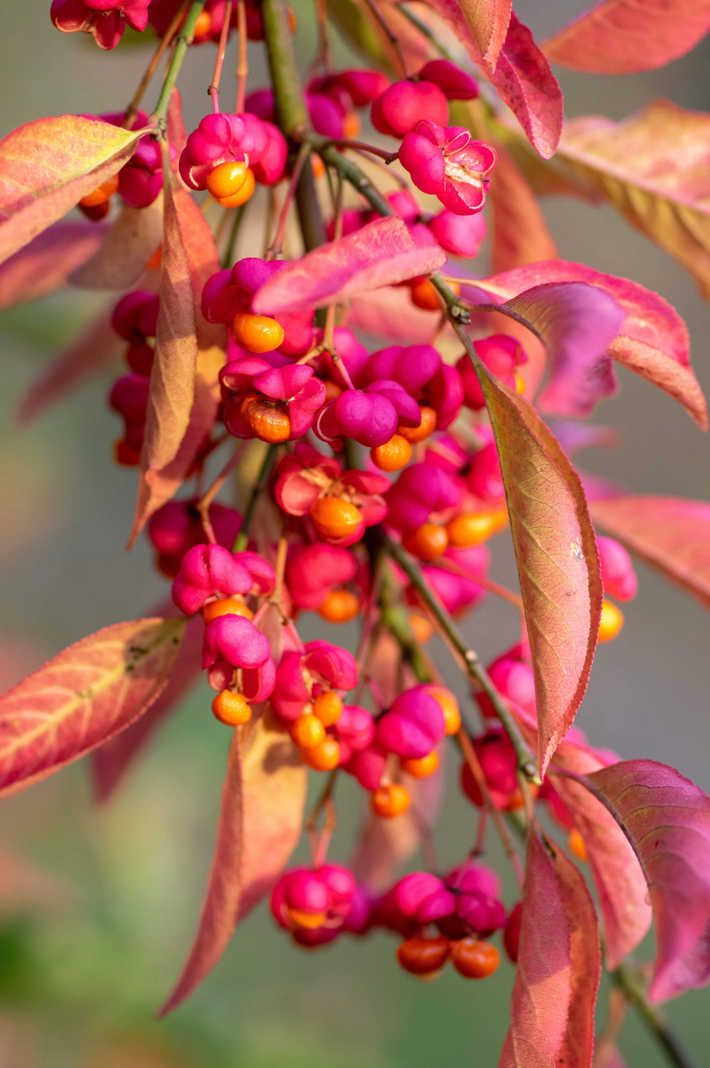 25 EUROPEAN SPINDLE TREE Euonymus Europaeus Spindletree Pink & Orange ...