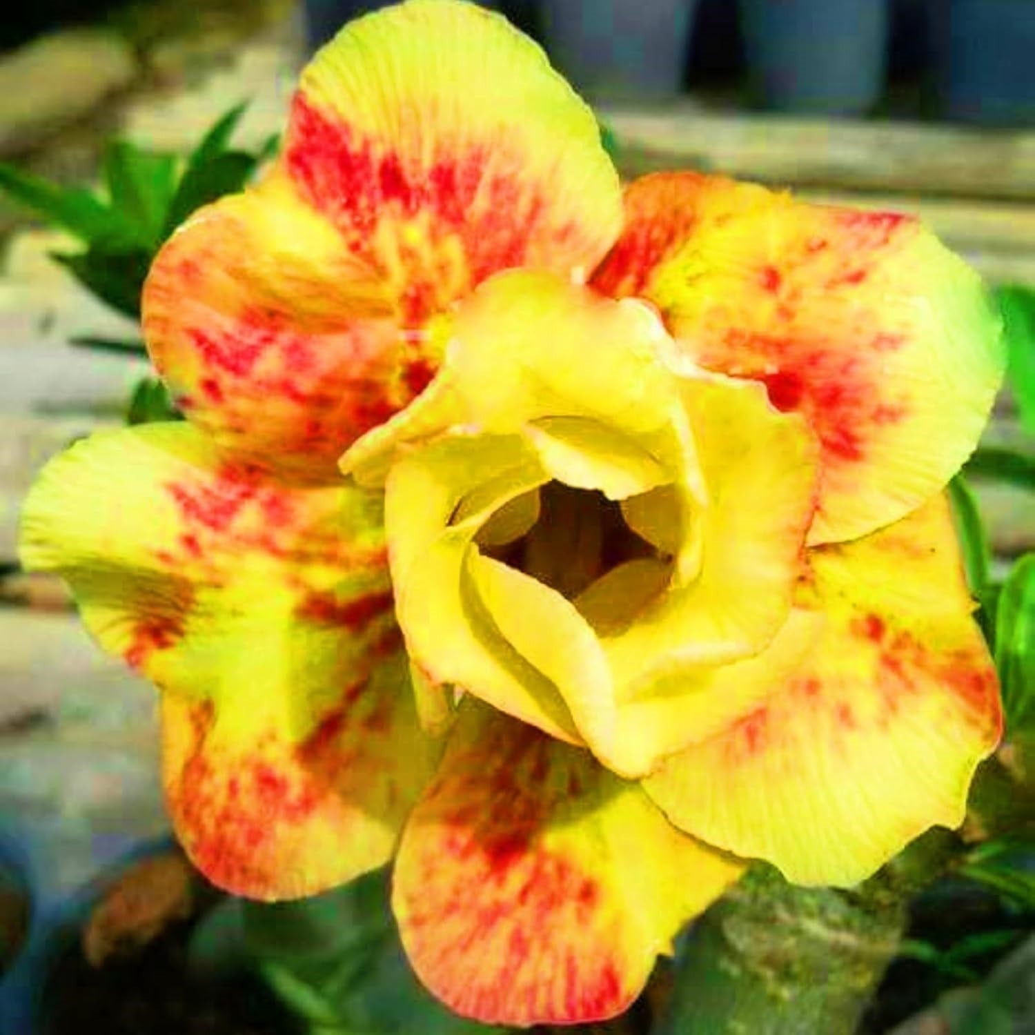 8 Yellow Red Desert Rose Seeds - Walmart.com