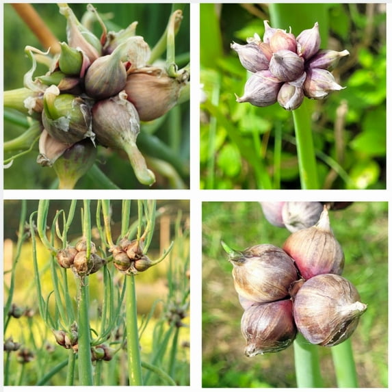 25 Egyptian Walking Onion Bulbs for Planting, Tree Onion Small Topsets Bulblets Perennial Onions ...