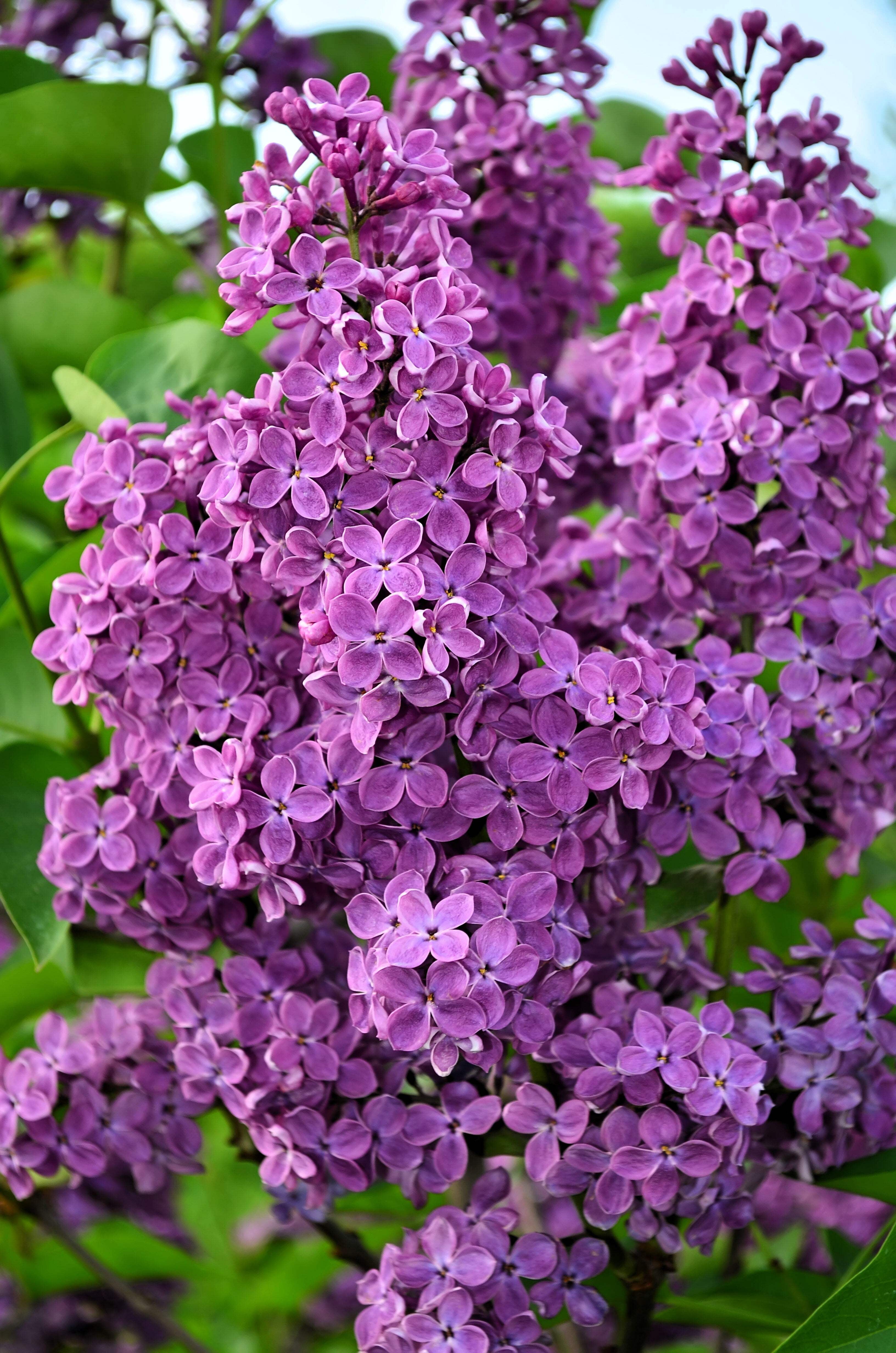 Seedville USA French Lilac Seeds, Syringa Vulgaris, Lilac Flowers ...