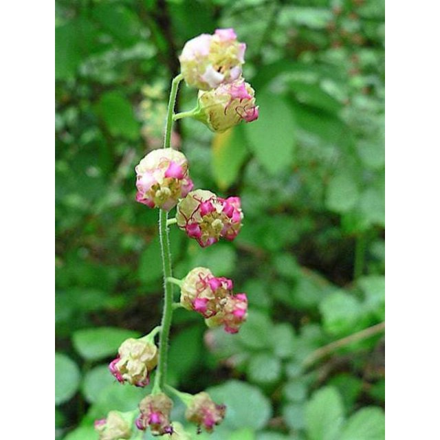 25 FRINGECUP Tellima Grandiflora Odorata Bigflower Fringe Cup Pink ...