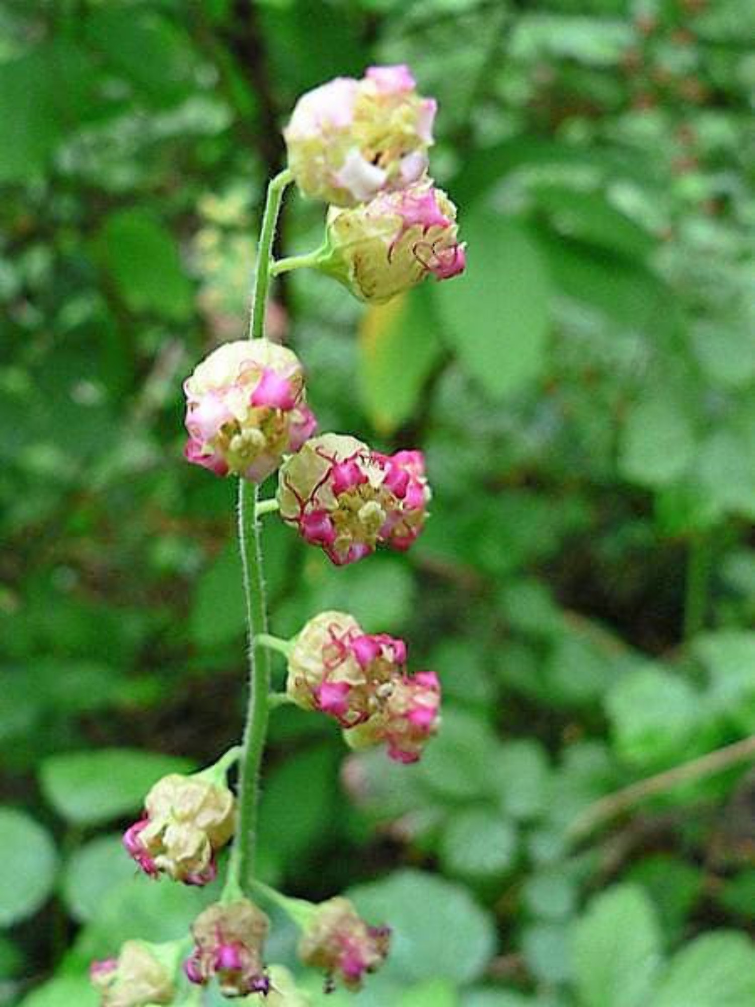 25 FRINGECUP Tellima Grandiflora Odorata Bigflower Fringe Cup Pink ...