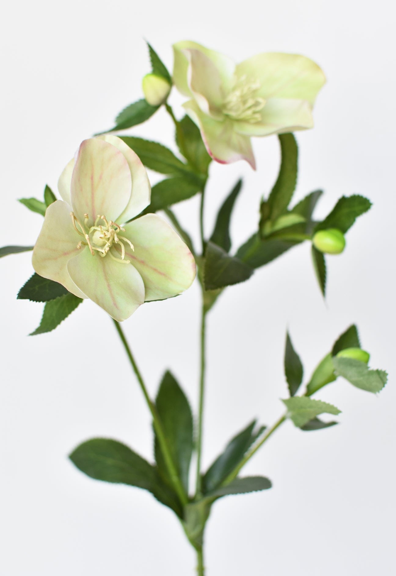 25" Faux Helleborus Stem Green - Walmart.com