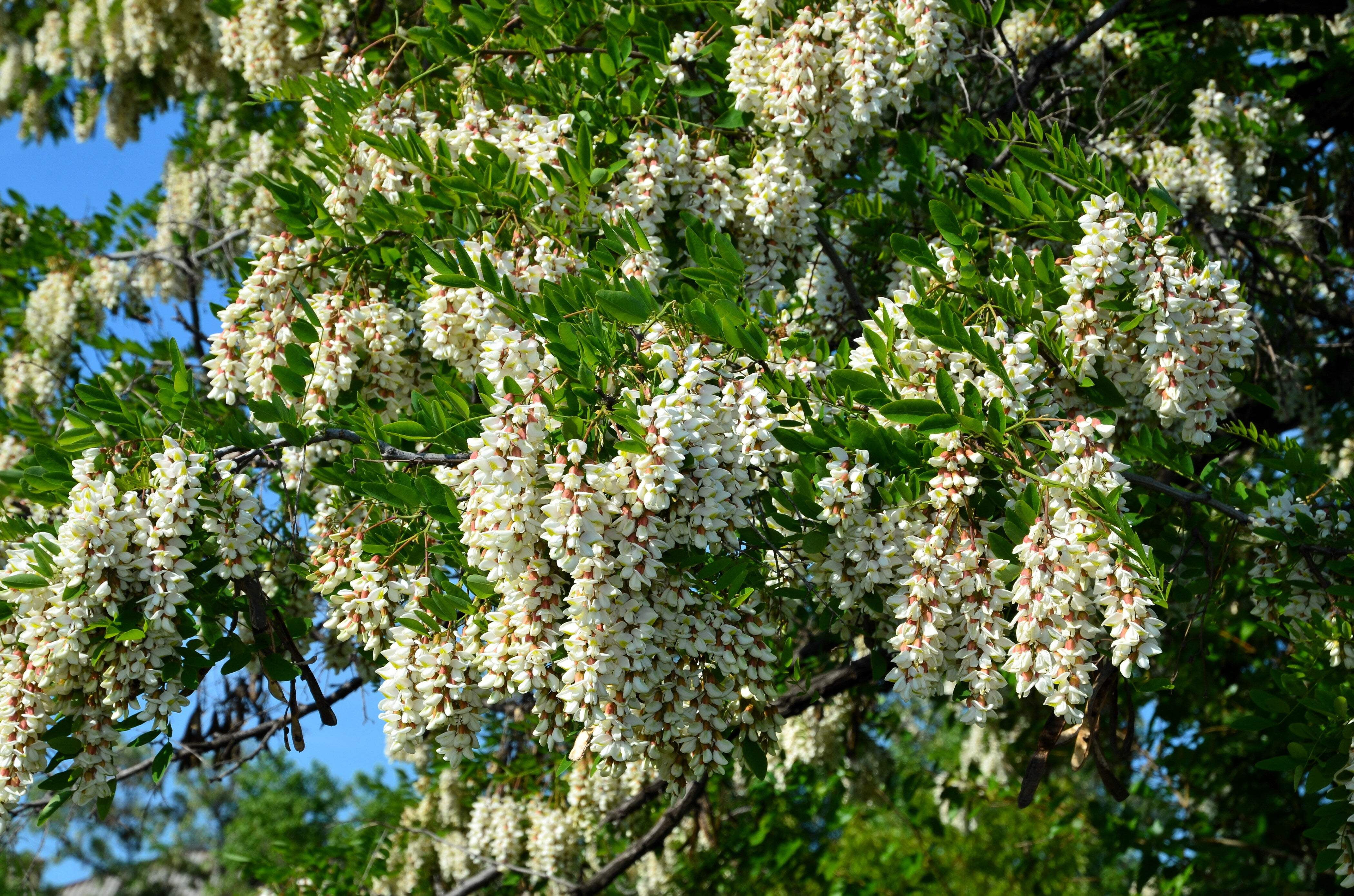 25 Flowering BLACK LOCUST TREE False Acacia Robinia Pseudoacacia Seeds ...