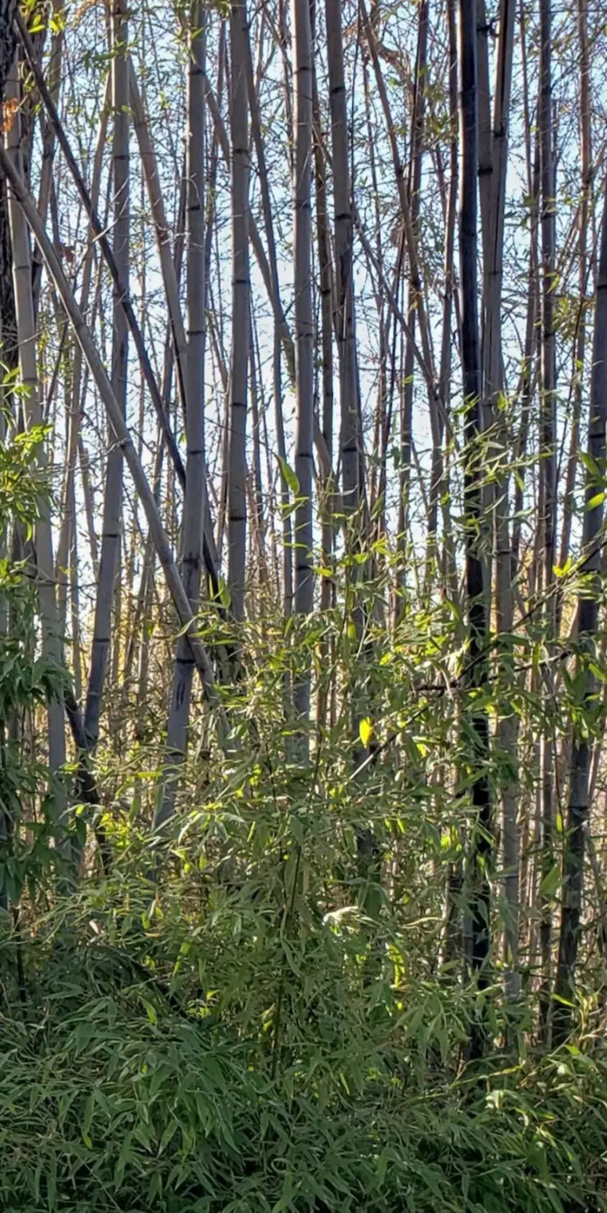 25 Giant Black Bamboo Seeds – Fast-Growing Ornamental Bamboo for ...