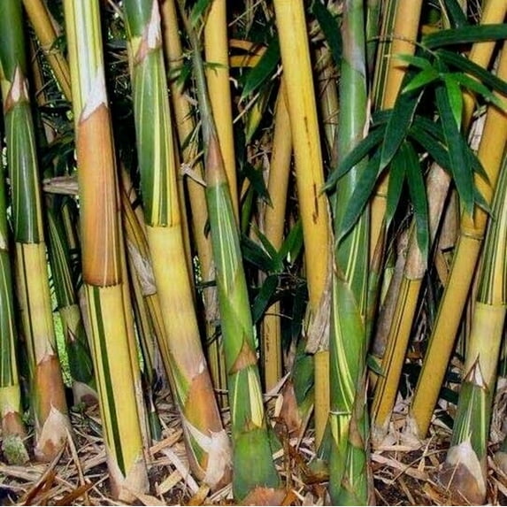 25 Golden Hedge Bamboo Seeds - Walmart.com