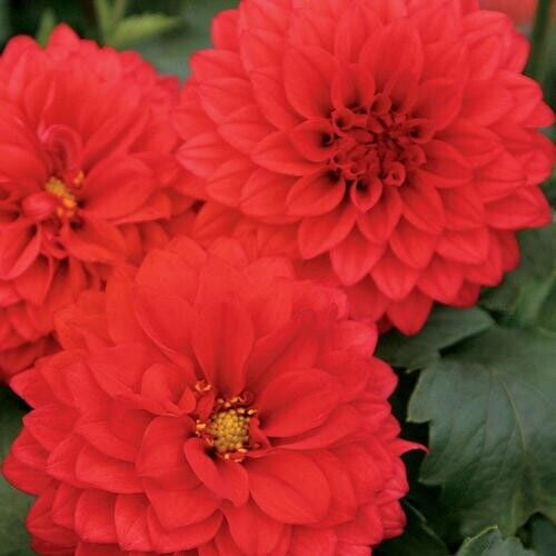 25 Grande Topia Dahlia Perennial Flower Seeds - Walmart.com