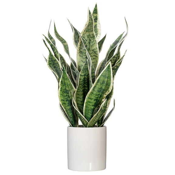Green Mermaid Snake Plant