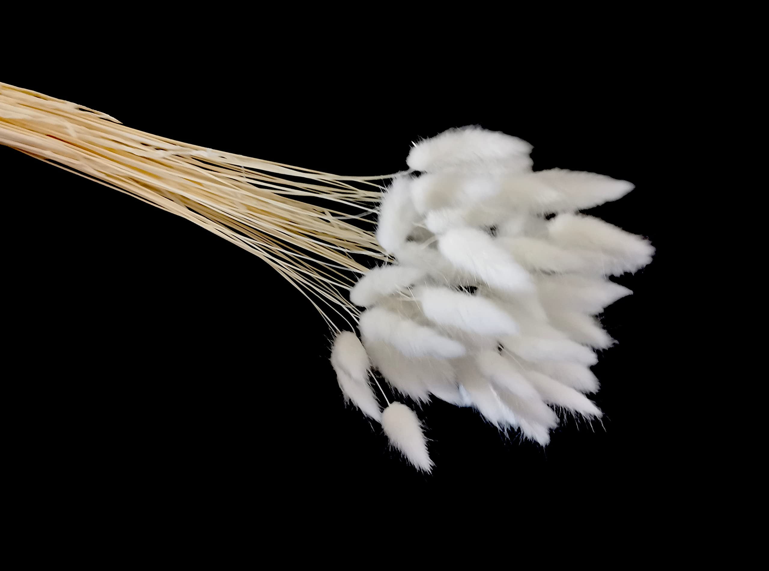 25" H 120 Pcs Natural Dried Bunny Tail Plant Bouquet in Natural, Ivory ...