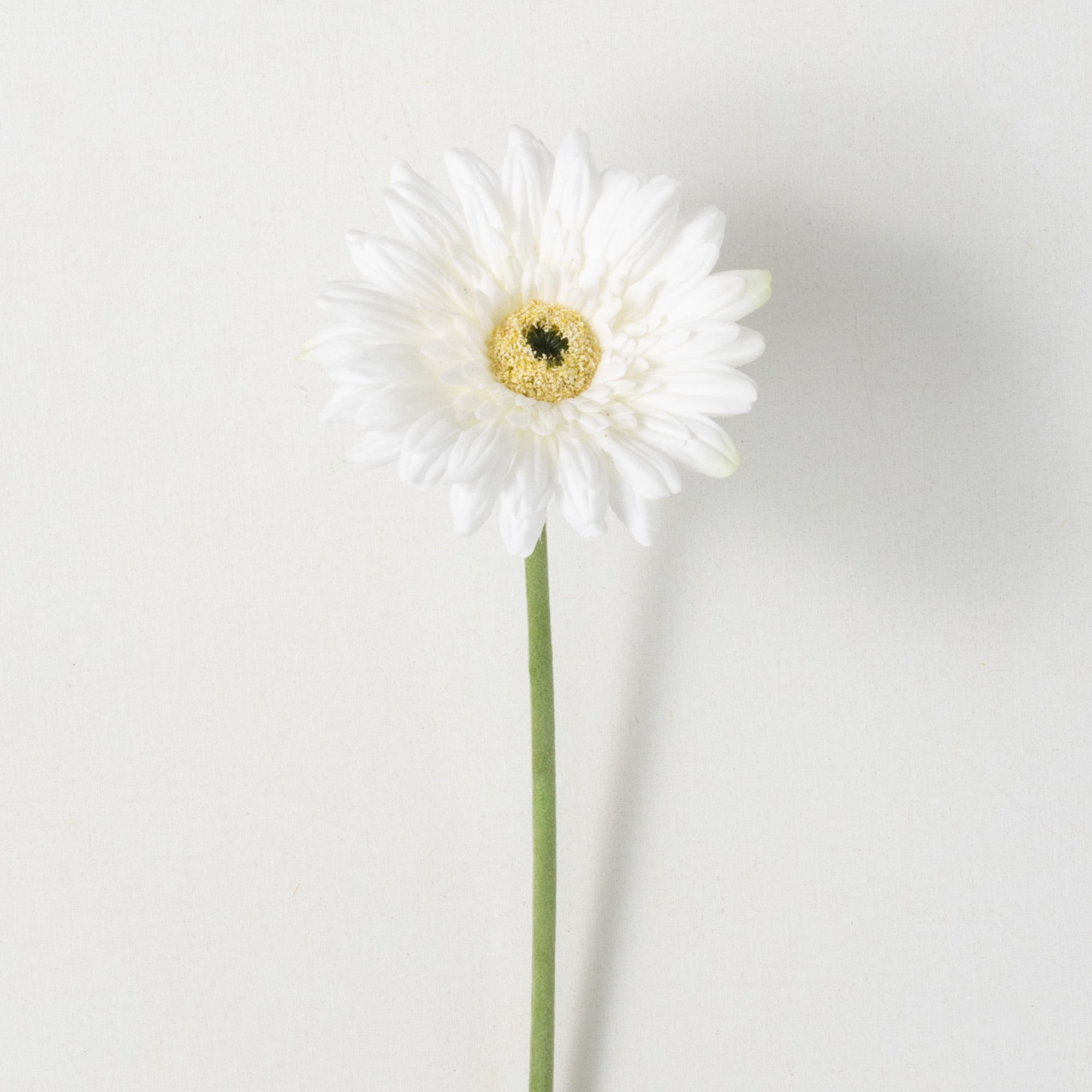 25"H Sullivans Refreshing Cream Gerbera Daisy, Cream - Walmart.com