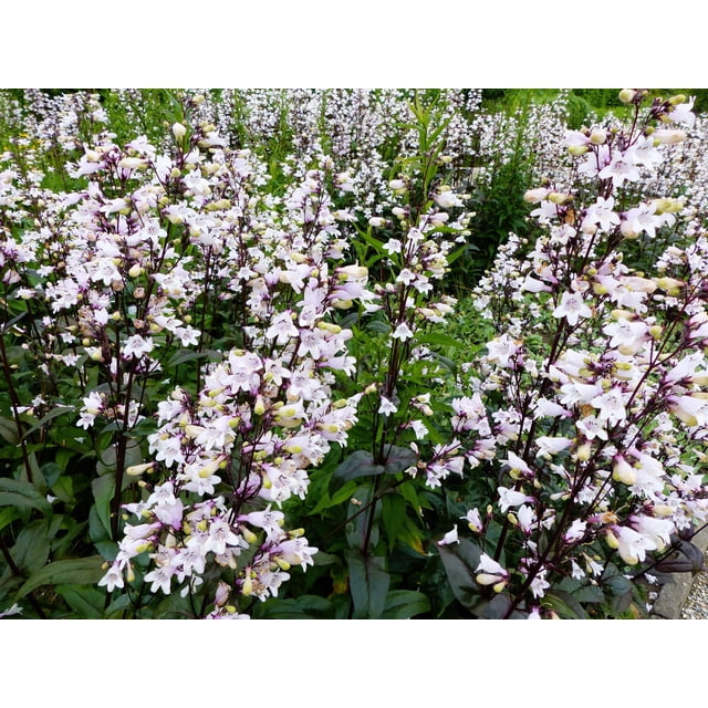 25 HUSKER RED PENSTEMON Digitalis Foxglove Beardtongue White Flower ...