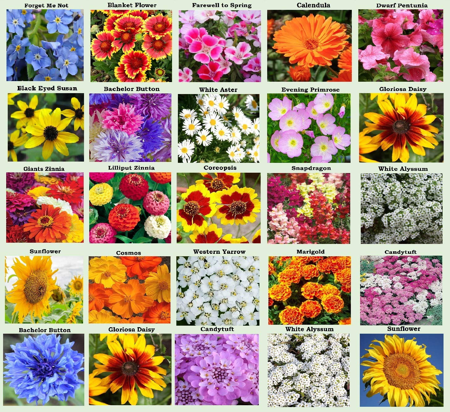 25 Heirloom Flower Seed Packets for MVR1 Planting: 20+ Varieties Flower ...