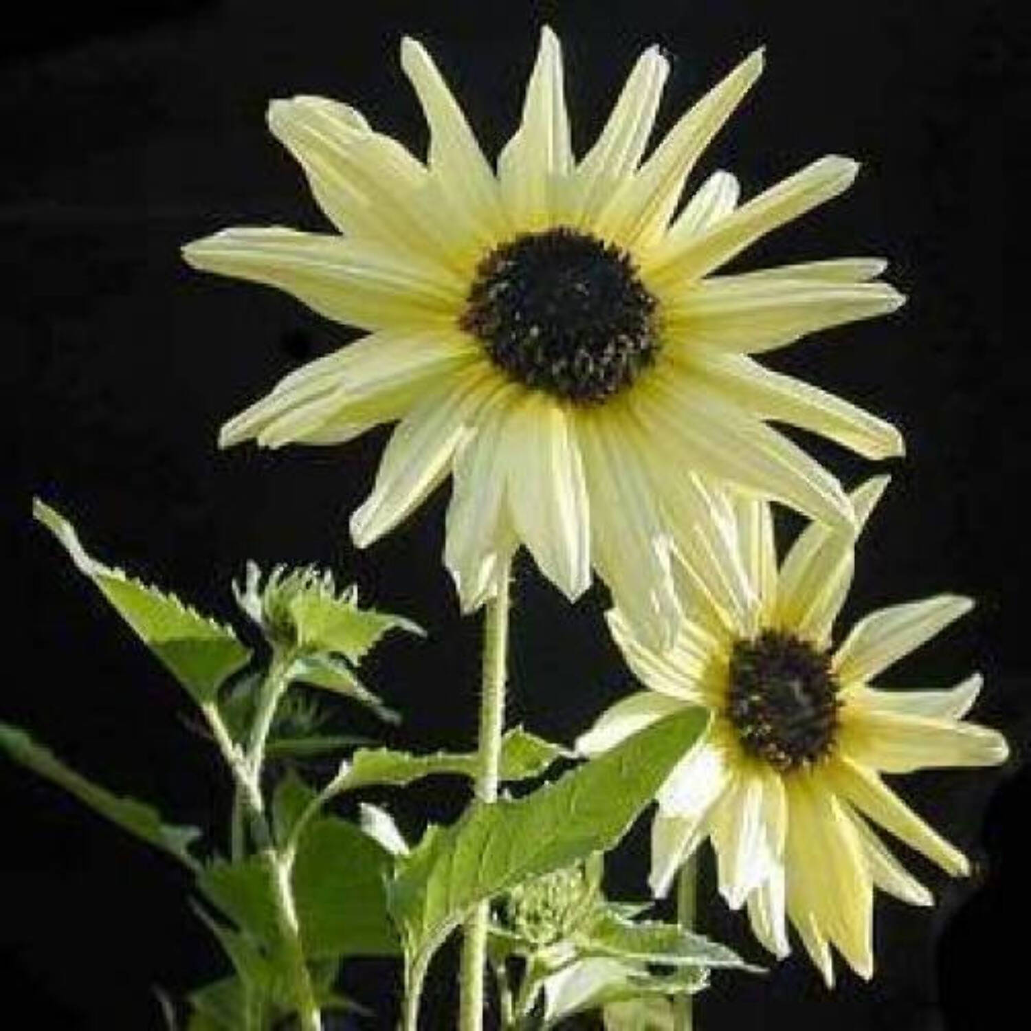 25 ITALIAN WHITE SUNFLOWER Helianthus Debilis Flower Seeds - Walmart.com
