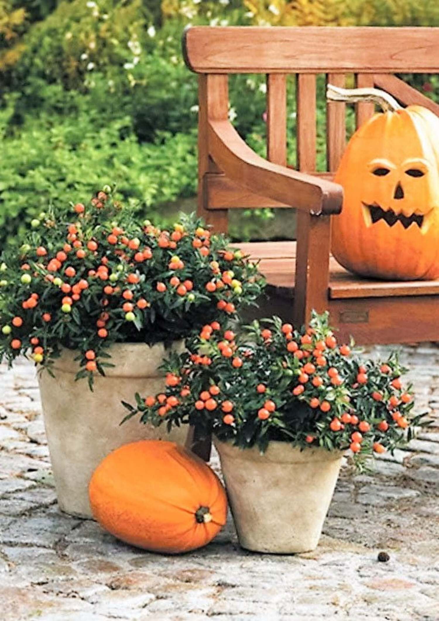 25 JERUSALEM CHERRY Madeira Winter Solanum Pseudocapsicum Flower Seeds ...