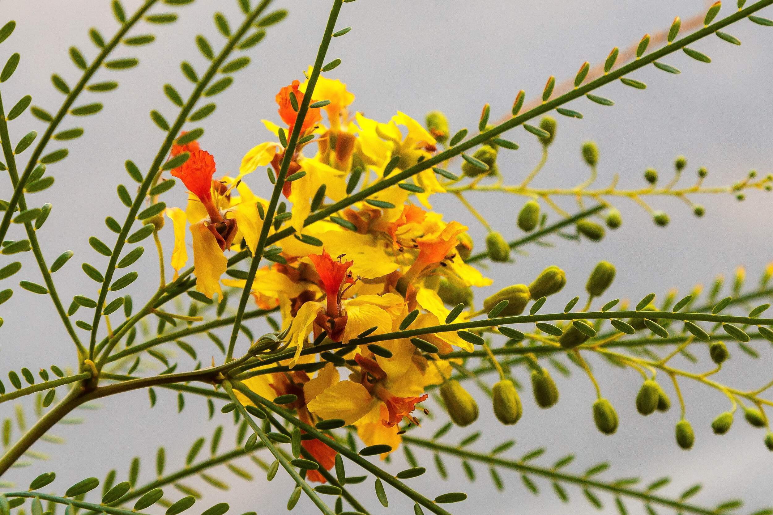 25 JERUSALEM THORN TREE Mexican Palo Verde Parkinsonia Aculeata Yellow ...