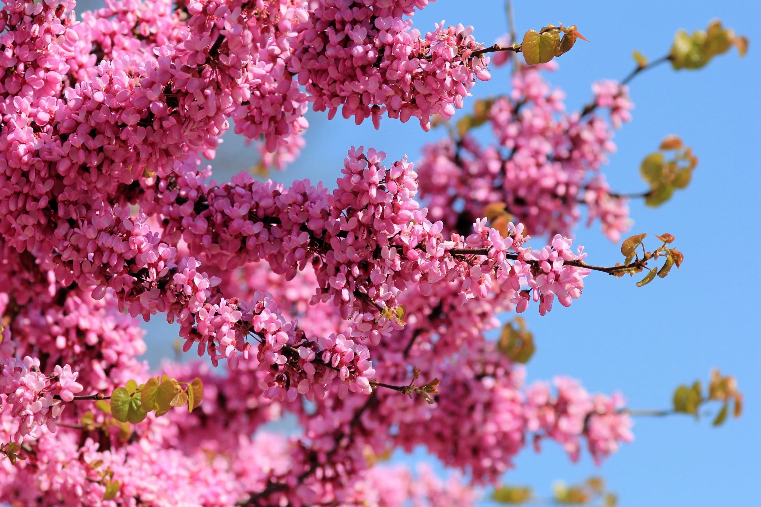 25 JUDAS TREE European Redbud Love Tree Cercis Siliquastrum Pink Purple ...