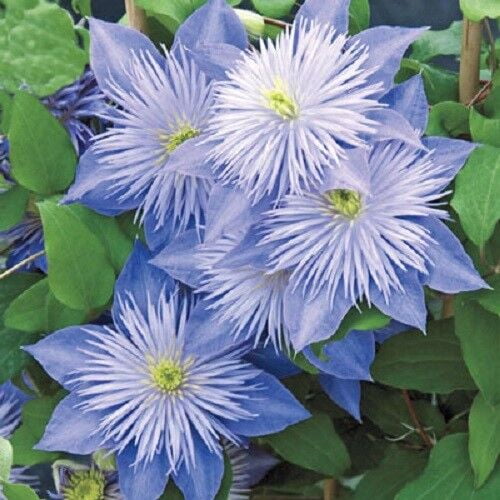 25 Light Blue Clematis Seeds Flowers Seed Bloom Perennial Flower 413 US ...