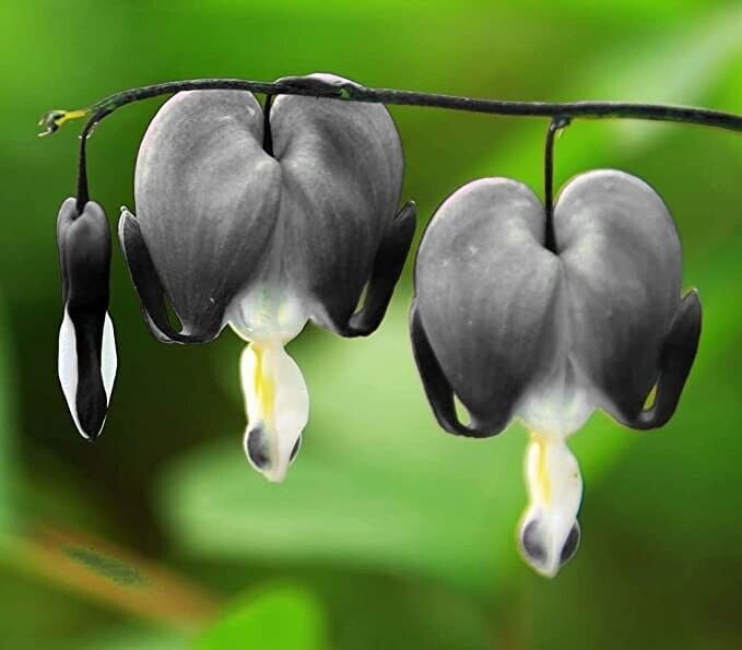 25 Light Gray Bleeding Heart Seeds – Shade Loving Perennial Flower ...