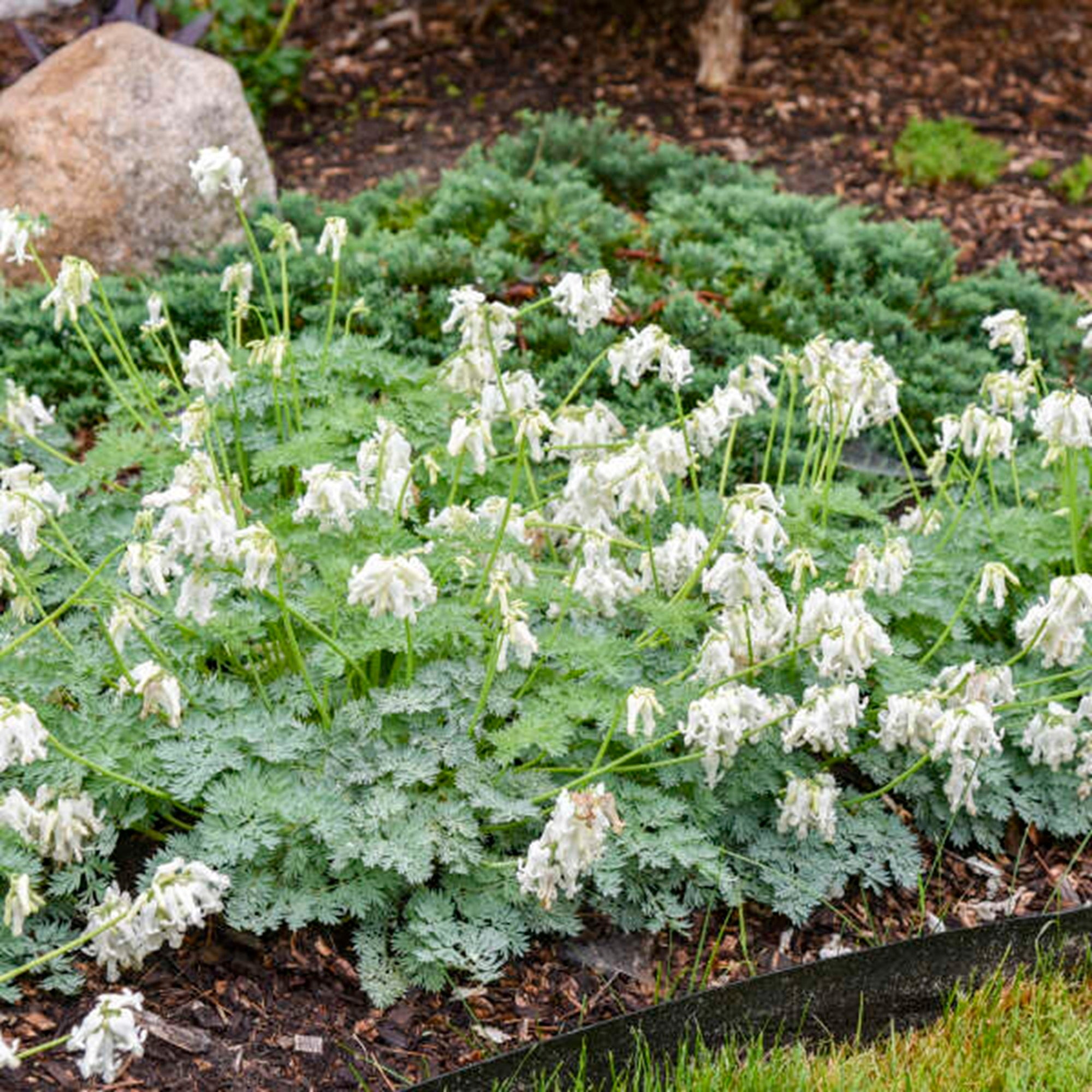 25 White Diamonds Bleeding Heart Seeds - Walmart.com