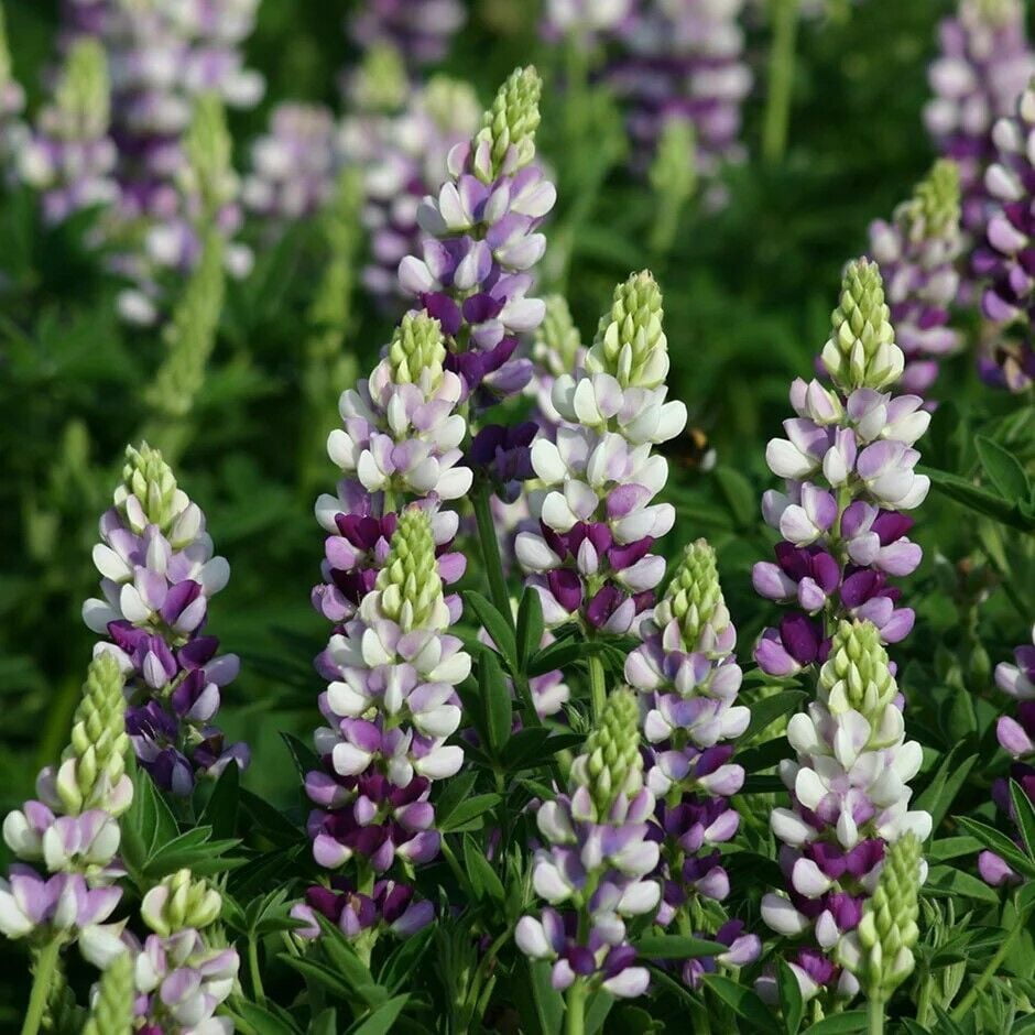 25 Lilac White Lupine Seeds Flower Perennial Hardy Flowers Seed 1003 US ...
