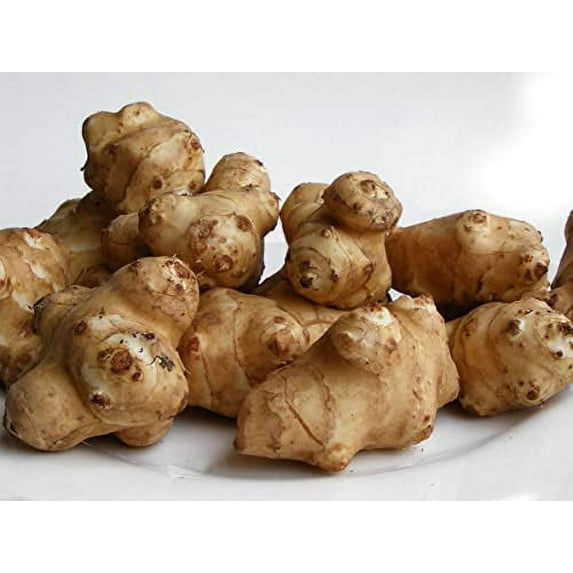 Gardening - 25 Live Jerusalem Artichoke Tubers | Fresh Sunchokes Bulbs ...