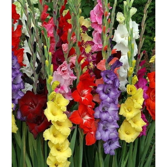 25 Live Large Gladiolus Bulbs for Planting, Hardy Gladiolus Flowers ...