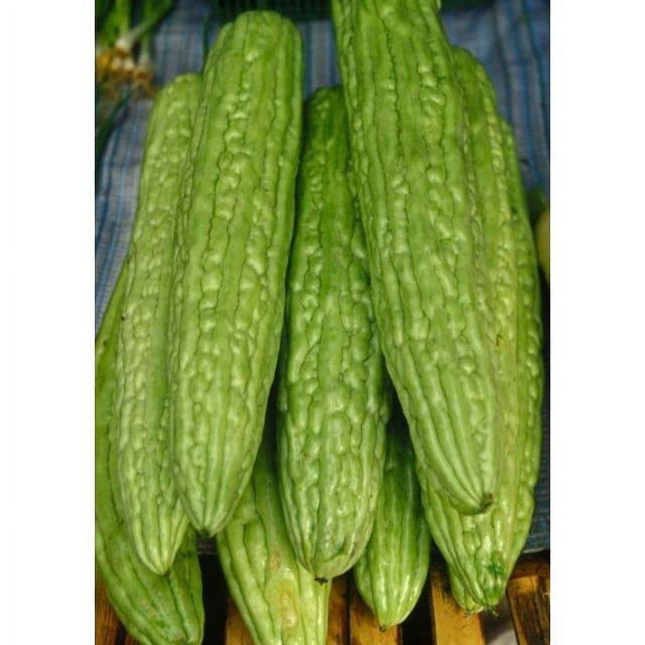 25 Long Bitter Melon Seeds - MVR1 Khổ Qua Mỡ Dài - Up to 16 inches Fast ...