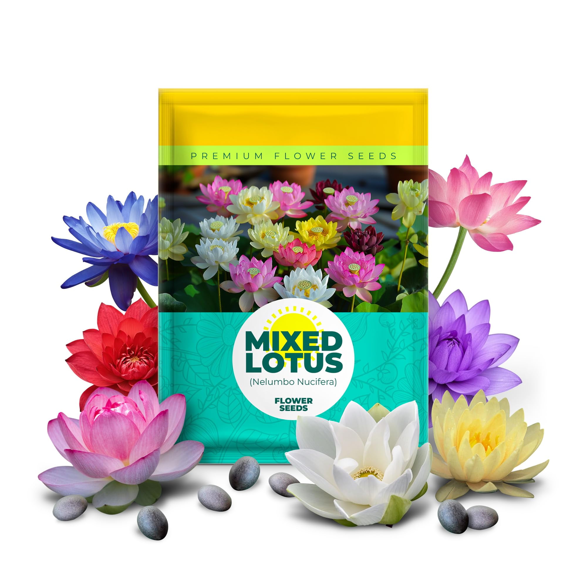25 Lotus Seeds for Planting in SMRWater Bowl, Non-GMO Mixed Lotus Seeds ...