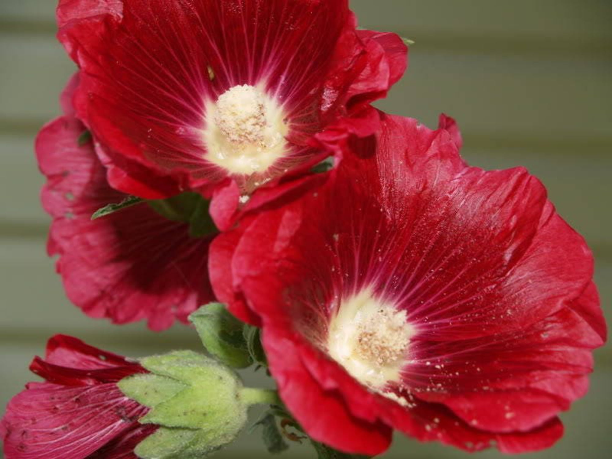25 MAROON RED HOLLYHOCK Alcea Rosea Flower Seeds Perennial - Walmart.com