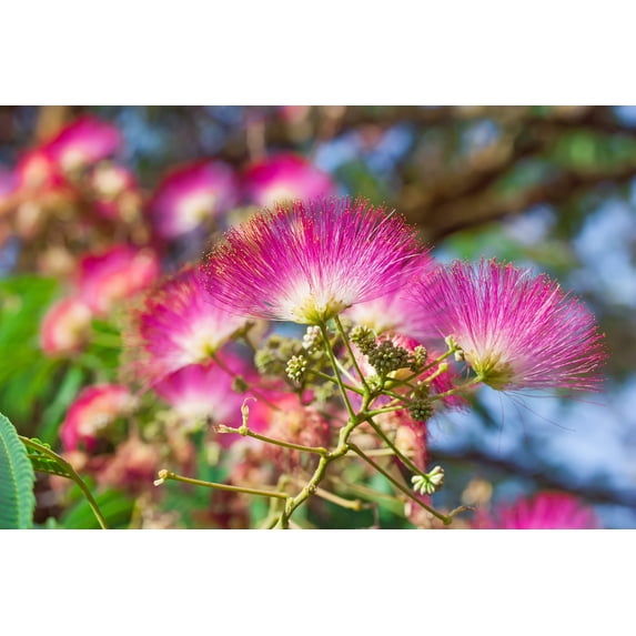Seedville USA Mimosa Tree Albizia Julibrissin Seeds Fuzzy Pink Flowers ...