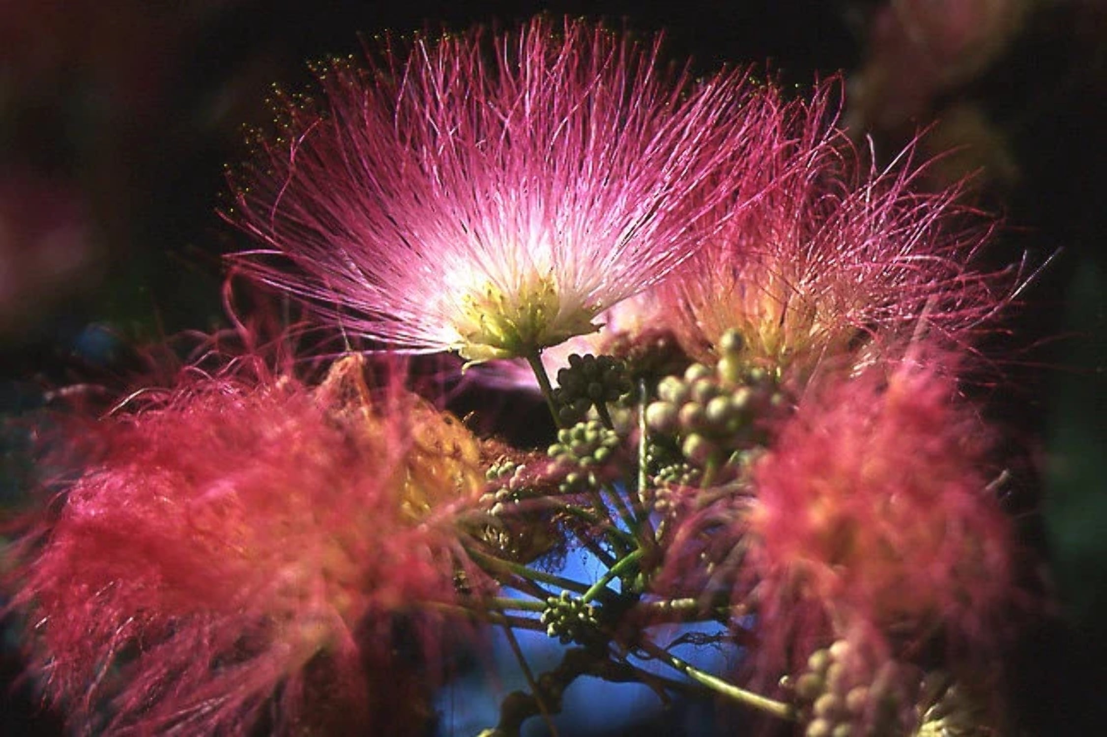 25 MIMOSA TREE E H WILSON Hummingbird Pink Flower Albizia Julibrissin ...